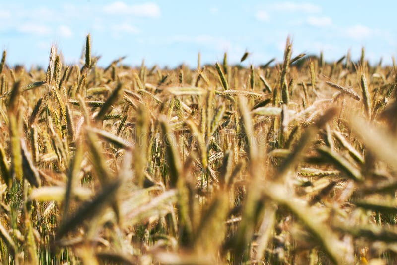 Grain field. stock photo. Image of plant, cereal, food - 29120550