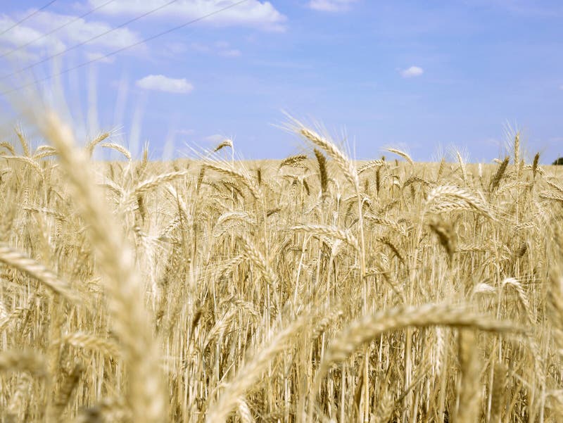 Grain field 3 stock image. Image of line, daylight, outdoor - 5683743