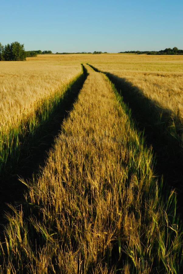 Grain field stock photo. Image of sunlight, country, seasonal - 4262212
