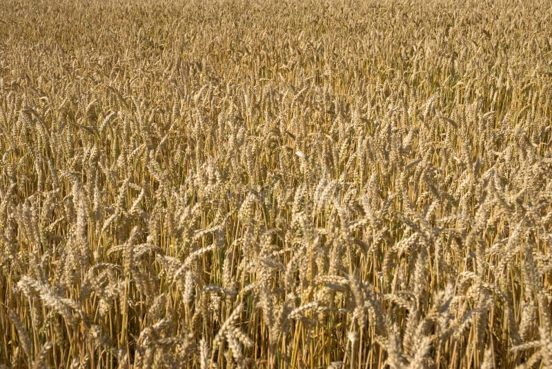 Grain Field Picture. Image: 5833894
