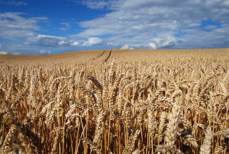 Grain Field Picture. Image: 5833904