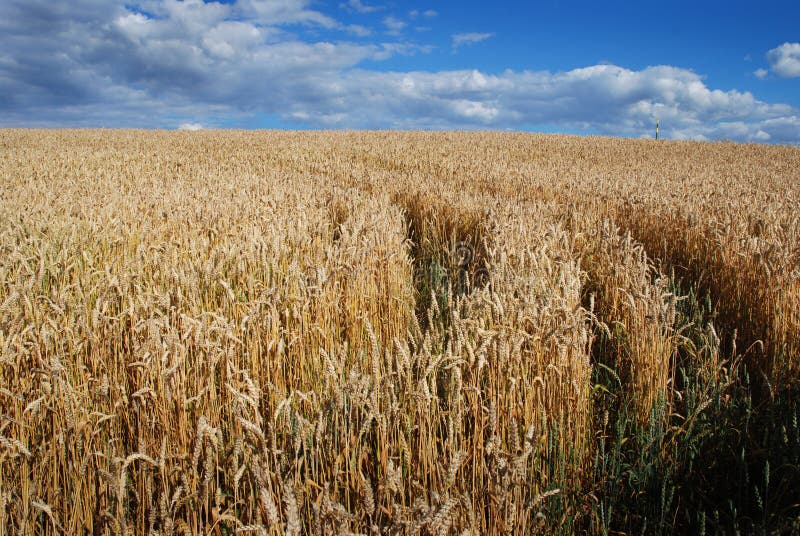 Grain Field Picture. Image: 5833916