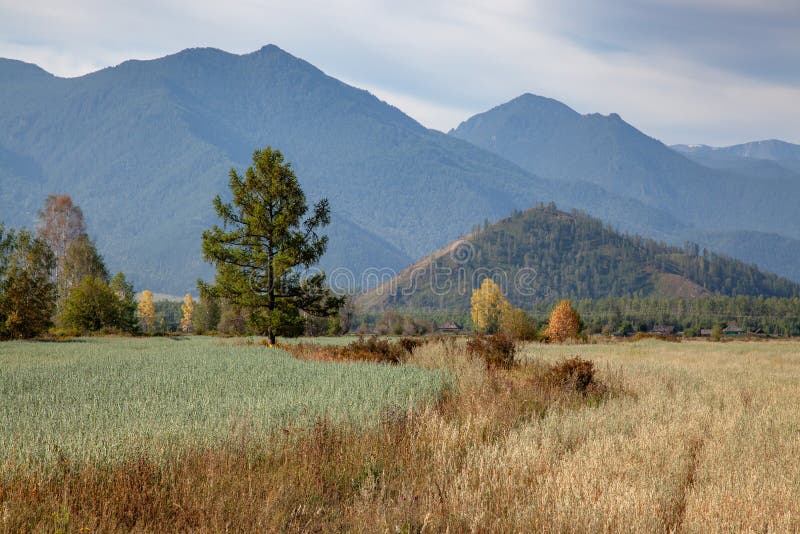 Grain Field on the Background of Mountains Stock Image - Image of ...