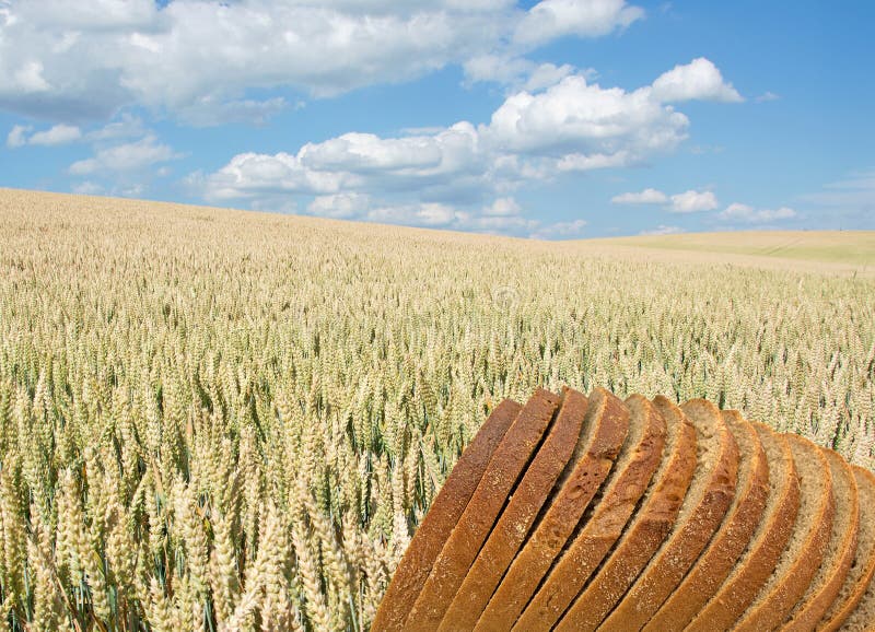 Grain Field and Bread in One Collage Stock Photo - Image of bread ...