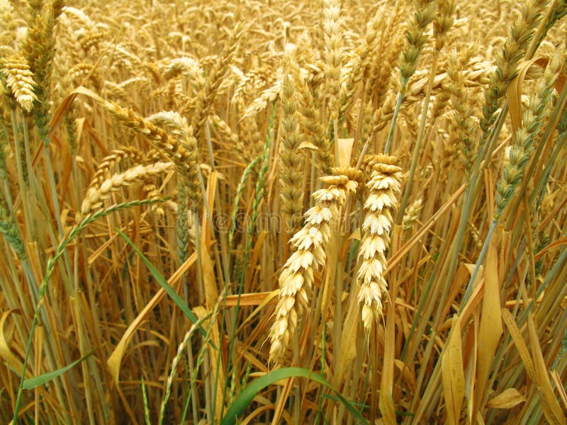 Grain field stock photo. Image of golden, natural, farm - 88316342
