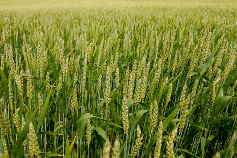 Field of Grain stock image. Image of agriculture, cornfield - 20108565