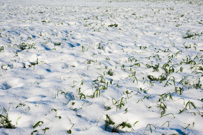 Grain Field Covered by Snow Stock Image - Image of snow, frost: 87876107