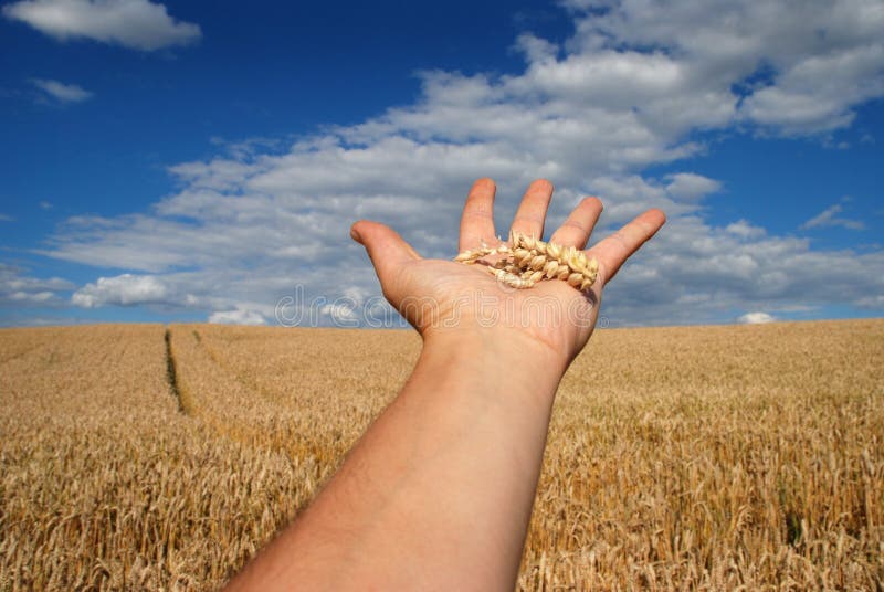 Grain field and hand stock image. Image of grass, golden - 5833837