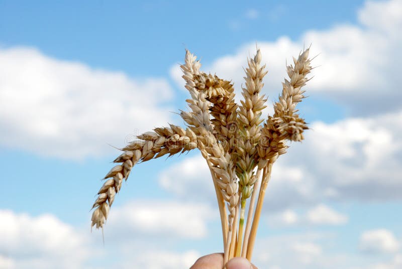 Grain Field And Hand Picture. Image: 5835191