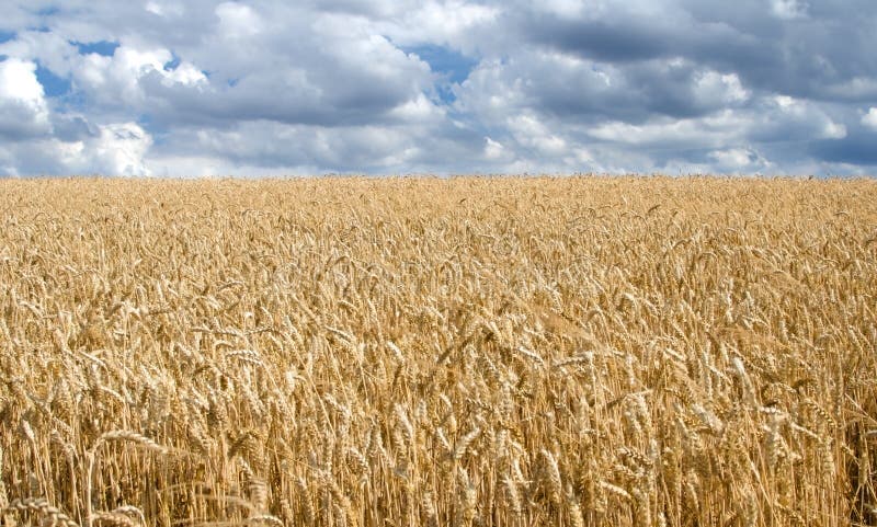 Grain Field Horizontal Landscape Stock Image - Image of cloud, ripe ...