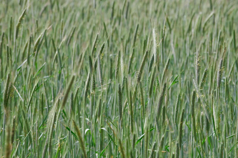 Grain Field in Late Spring on a Windy Day Stock Image - Image of fresh ...