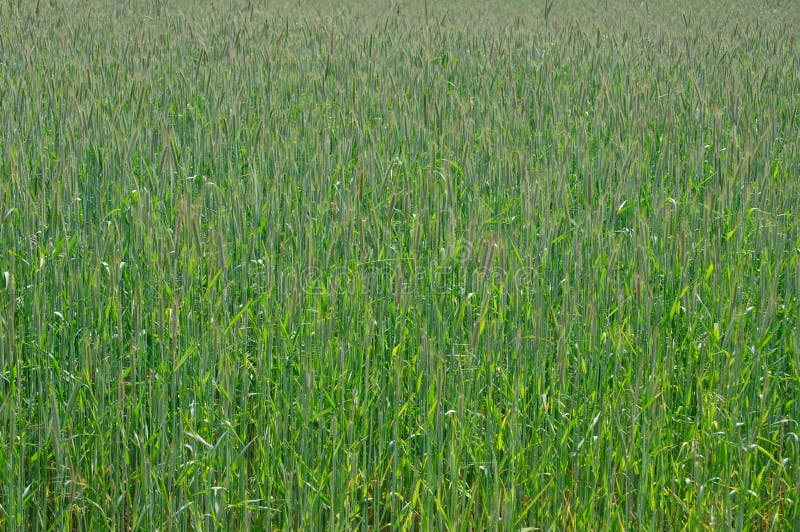 Grain Field Late Spring Windy Day Stock Photos - Free & Royalty-Free ...