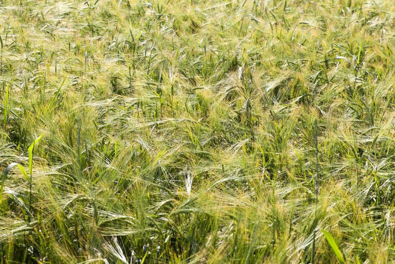 Grain field. stock photo. Image of seed, grain, season - 42665178