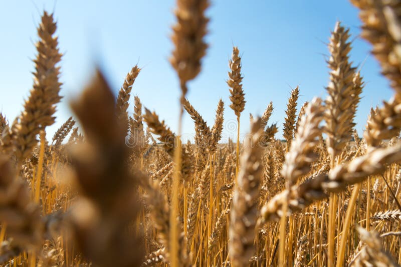 Grain field. stock photo. Image of agriculture, seed - 64288394