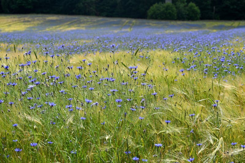 Grain Field with Lots of Cornflowers and Forest in the Background Stock ...