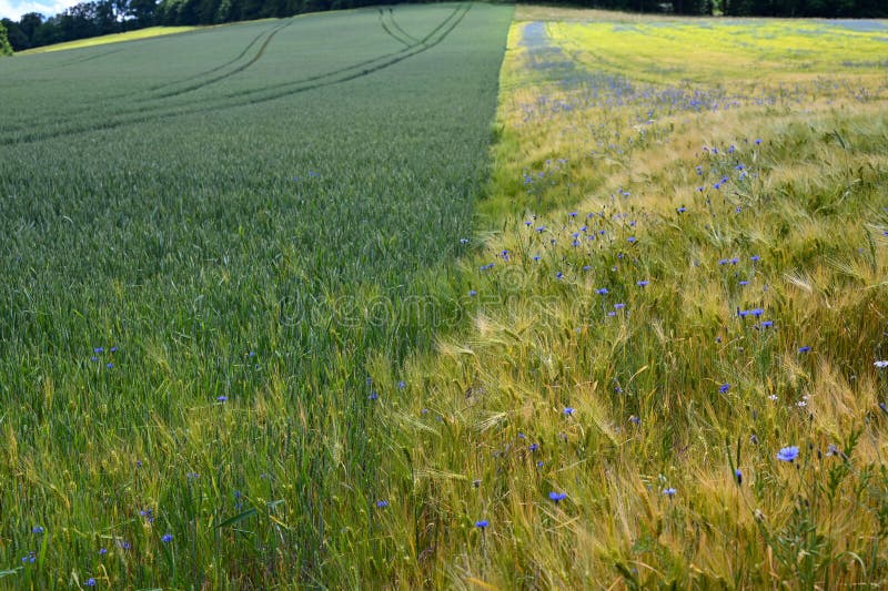 Grain Field with Lots of Cornflowers Stock Photo - Image of asterales ...
