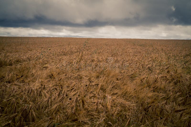 Grain Field with Ominous Clouds Stock Photo - Image of ripe, field ...
