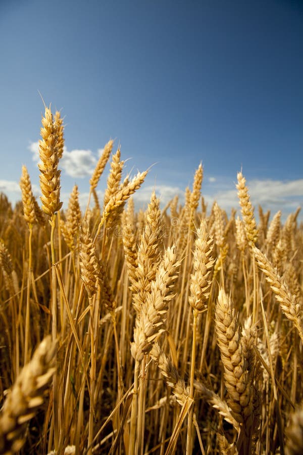 Field of grain stock photo. Image of farm, country, summer - 369954