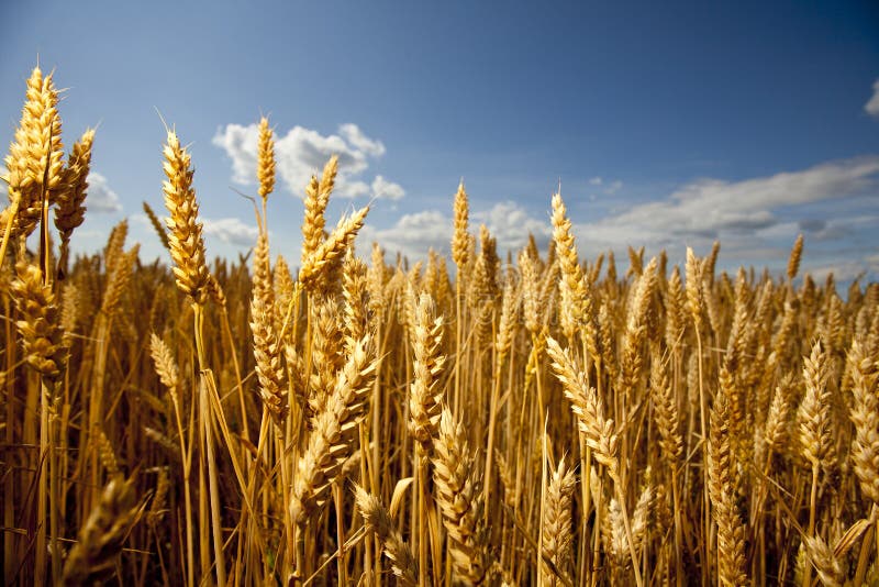 Grain Field stock image. Image of straw, summer, oeko - 32965971