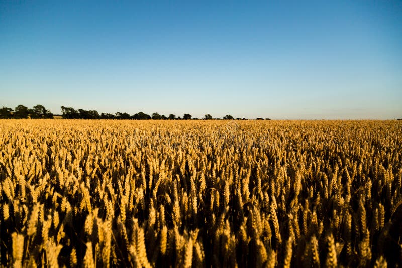 Grain field stock photo. Image of crop, plant, food, nutrition - 54643636
