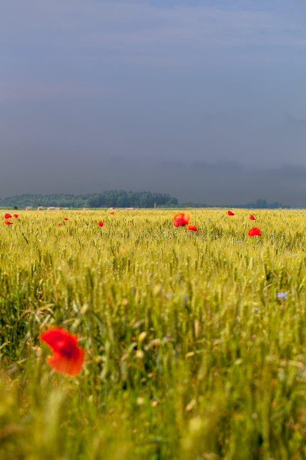 Grain field. stock image. Image of bread, grain, natural - 31877781