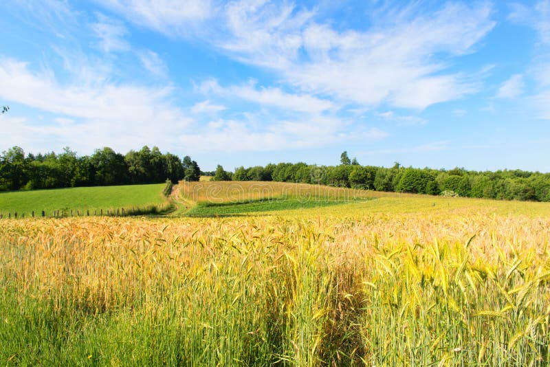 Grain in the field stock image. Image of rural, seed - 184132793