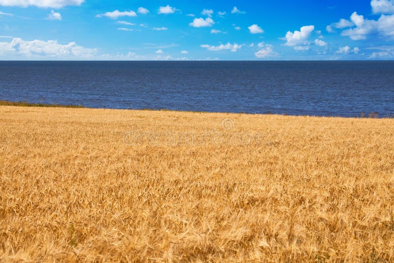 Grain field and sea stock photo. Image of plant, background - 62571222