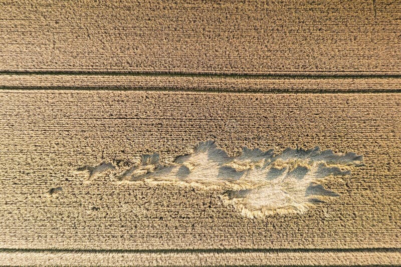 Grain Field with Storm Damage Stock Photo - Image of outdoors, bend ...