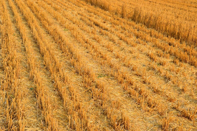 Grain field stock photo. Image of harvested, crop, country - 37133730