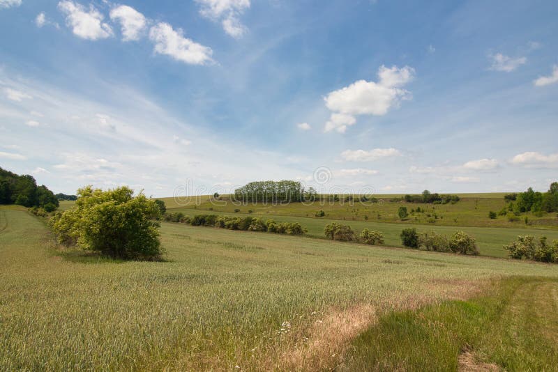 A Grain Field, Tree in Background in Spring Sunny Day. Stock Photo ...