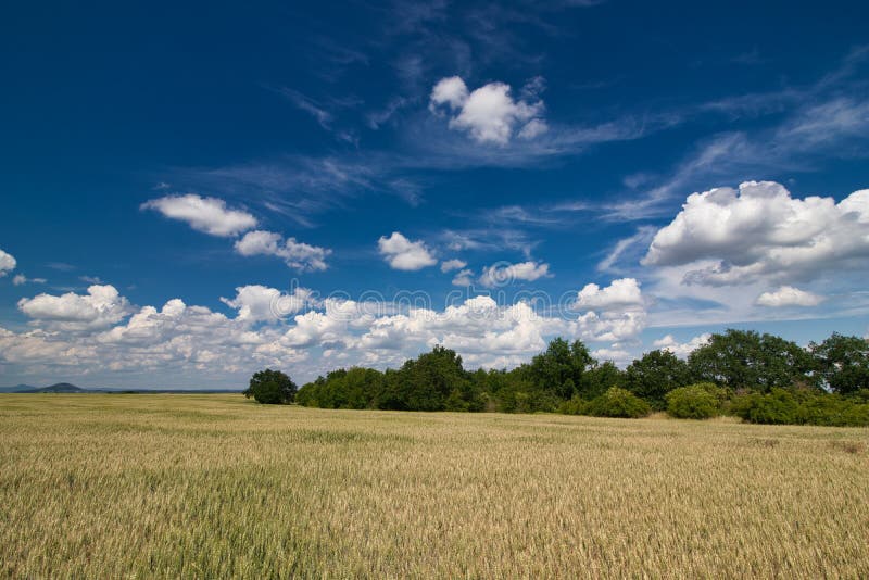 A Grain Field, Tree in Background in Spring Sunny Day. Stock Image ...