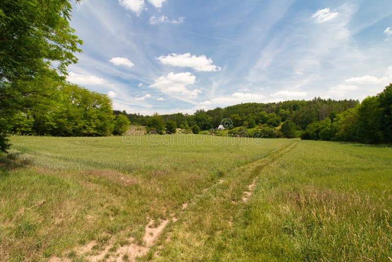 A Grain Field, Tree in Background in Spring Sunny Day. Stock Photo ...