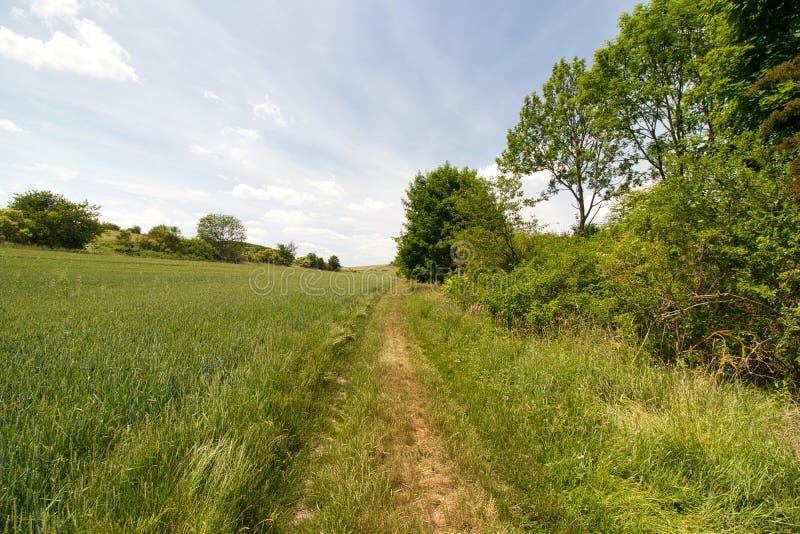 A Grain Field, Tree in Background in Spring Sunny Day. Stock Image ...