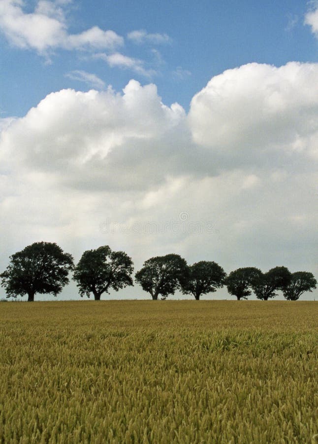 Grain-field with Trees in Line 2 Stock Photo - Image of landscape ...