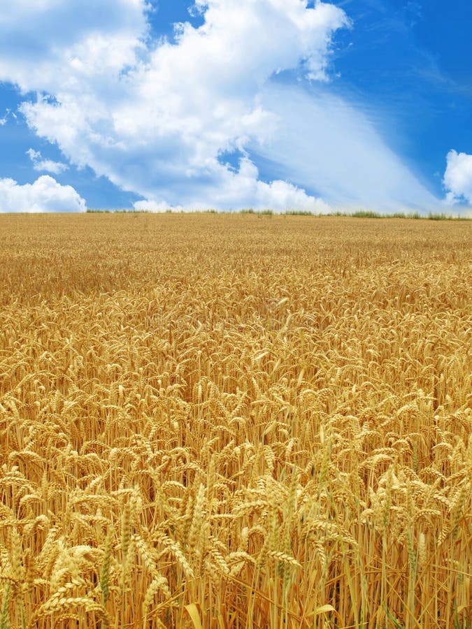 Grain field stock photo. Image of cultivate, farm, bread - 96738558