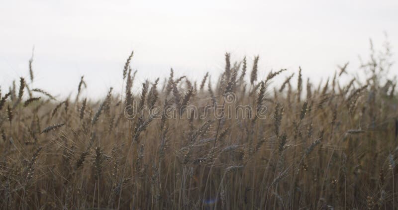 Grain Field with Wheat or Rye Ready for Harvest Stock Photo - Image of ...