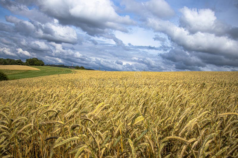 Grain Field, Yellow Ears of Corn, Storm Clouds, Dramatic, Contrast ...