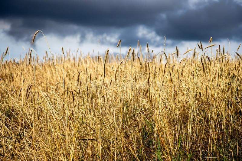 Grain Field, Yellow Ears of Corn, Storm Clouds, Dramatic, Contrast ...