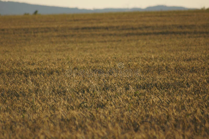 Grain field. stock photo. Image of close, farmland, ears - 189438778