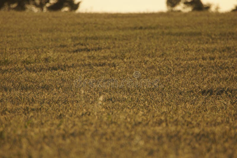 Grain field. stock image. Image of ready, fields, harvest - 189440239