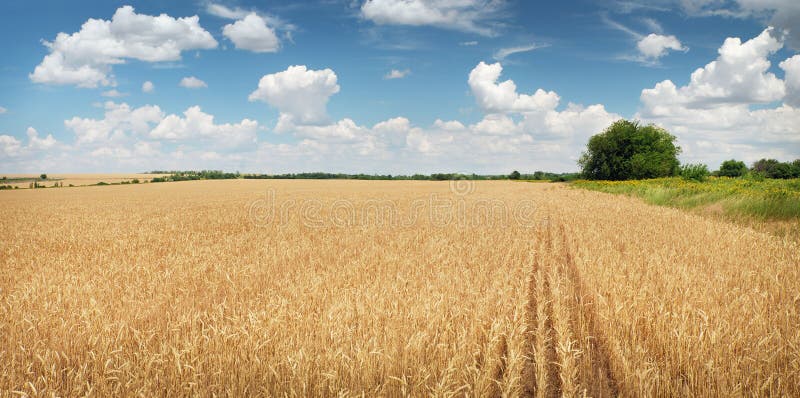 Grain field stock photo. Image of grain, agriculture - 31796928