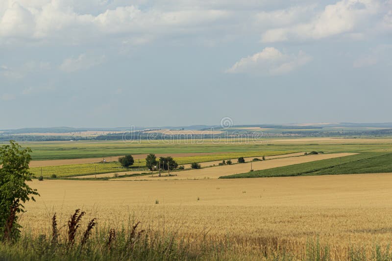 Grain Fields and Green Corn Fields Stock Image - Image of cropland ...