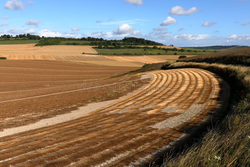 Grain fields after harvest stock image. Image of cereal - 126652197