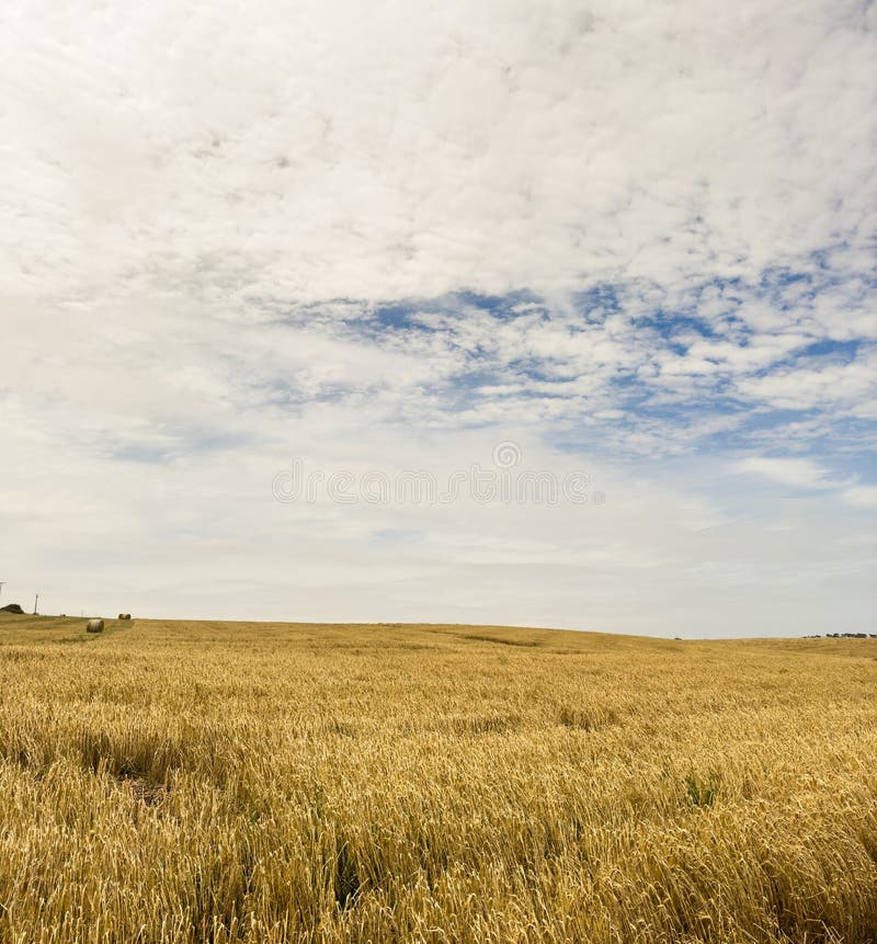 Grain Fields South Australia Stock Image - Image of agricultural ...
