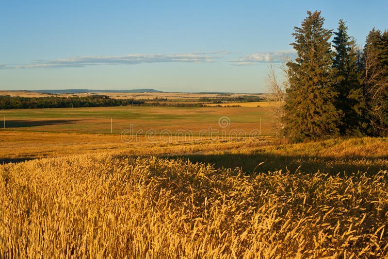 Grain Fields at Sunrise in Fall Stock Image - Image of harvest, farm ...