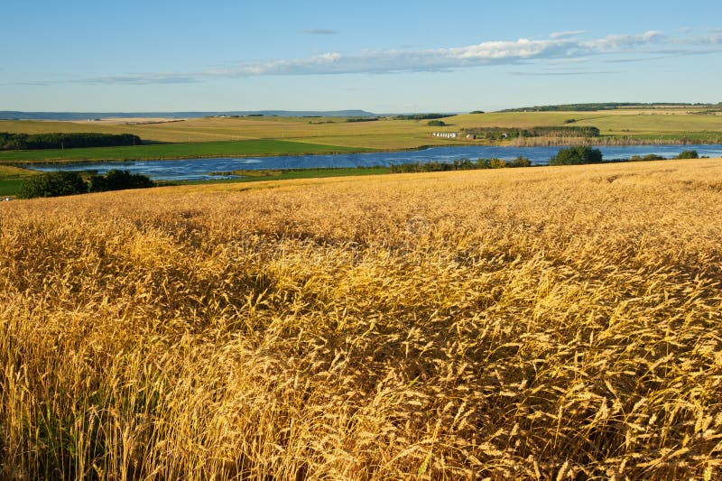 Grain Fields at Sunrise in Fall Stock Photo - Image of fall, wheat ...