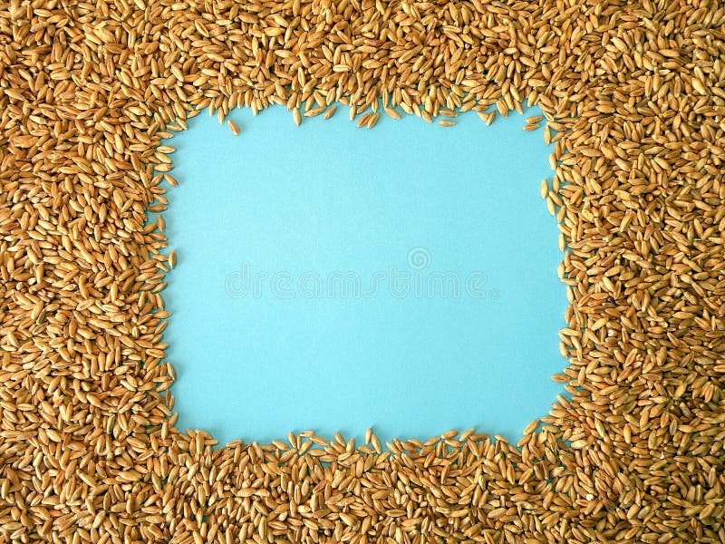 Grain frame stock image. Image of nature, yellow, seed - 17780223