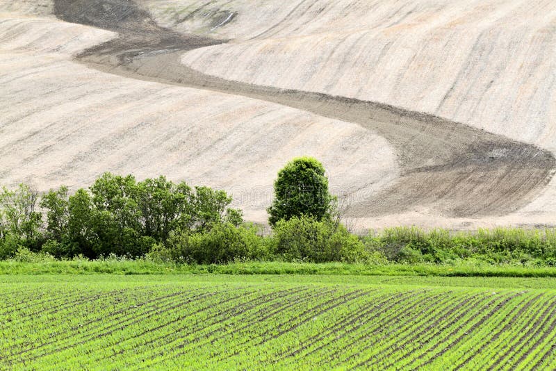 Grain is Growing on a Spring Field Stock Photo - Image of grass ...