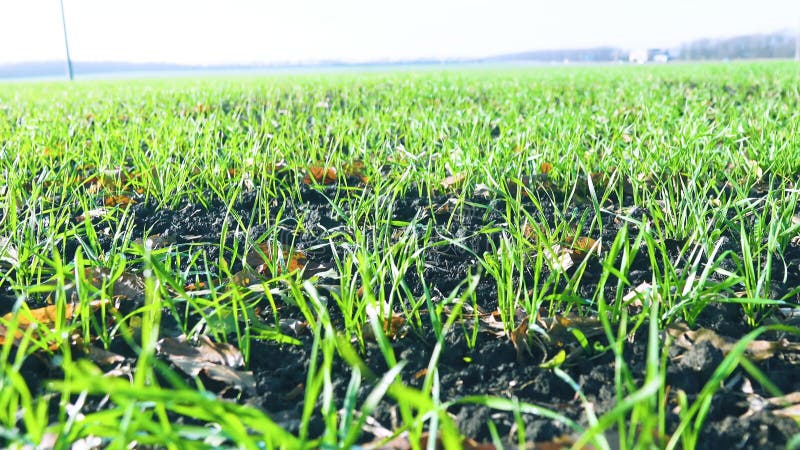 Winter Wheat Crops in Autumn Stock Video - Video of cereals, frost ...