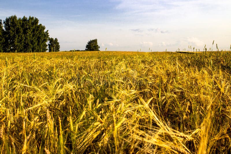 Grain in Hand with a Ladybug on the Road Stock Photo - Image of hands ...
